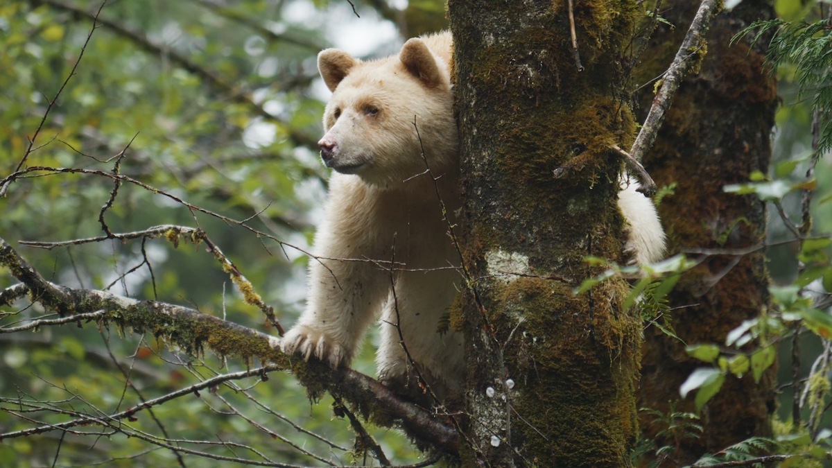 The Great Bear Rainforest with Vern Brown & Kitasoo/Xai’xais